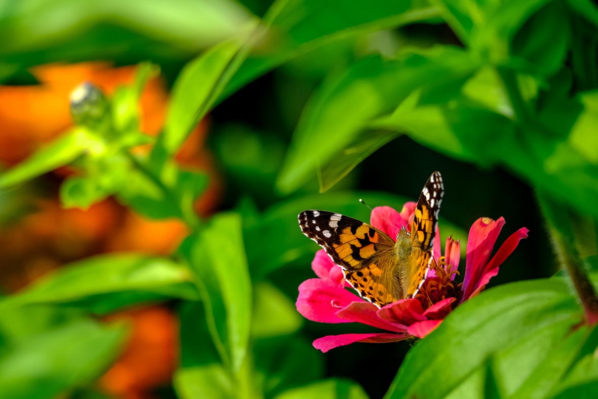 Schöne Bilder im Jahresrückblick 2019 - Fotoparade